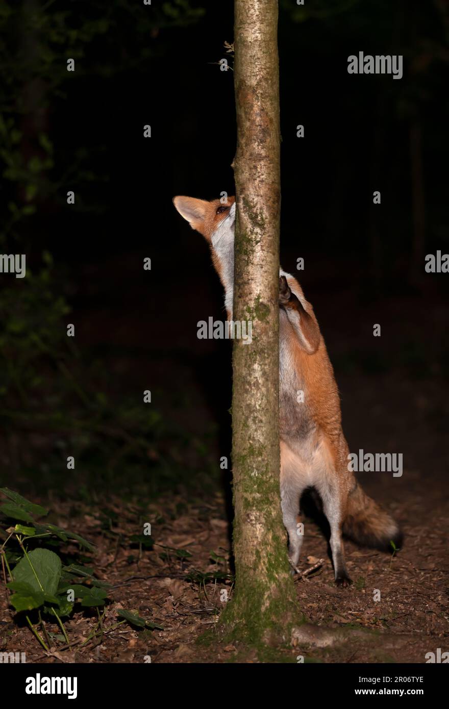 Legs leaning hi-res stock photography and images - Alamy