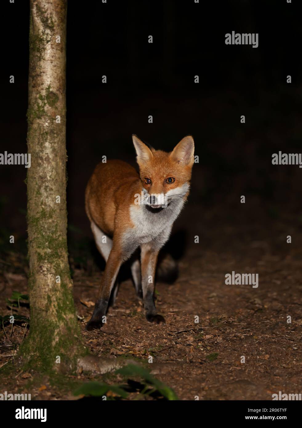 Close up of a Red fox (Vulpes vulpes) in a forest at night, UK Stock ...
