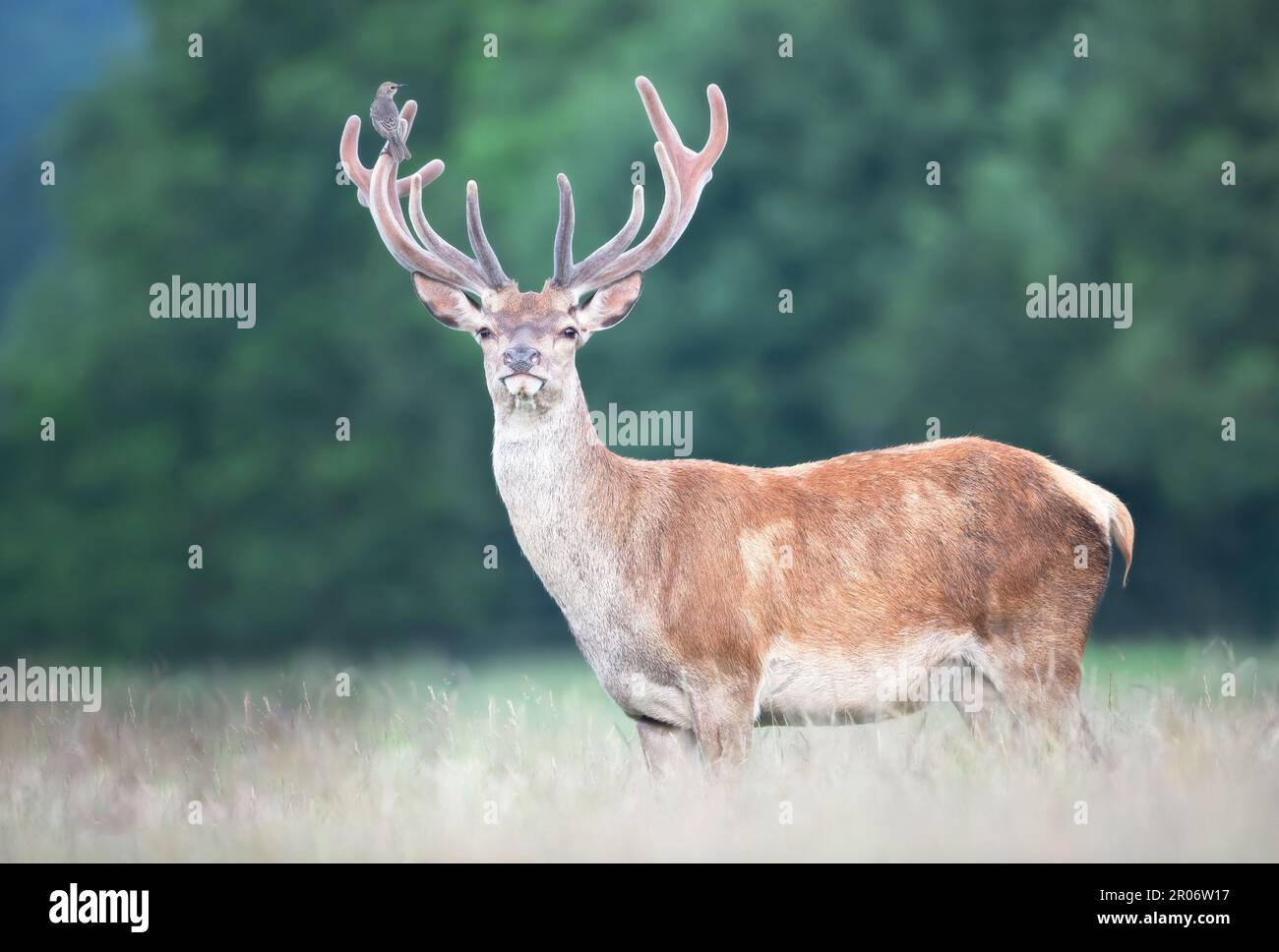 Close up of a red deer stag with starling on velvet antlers in summer ...