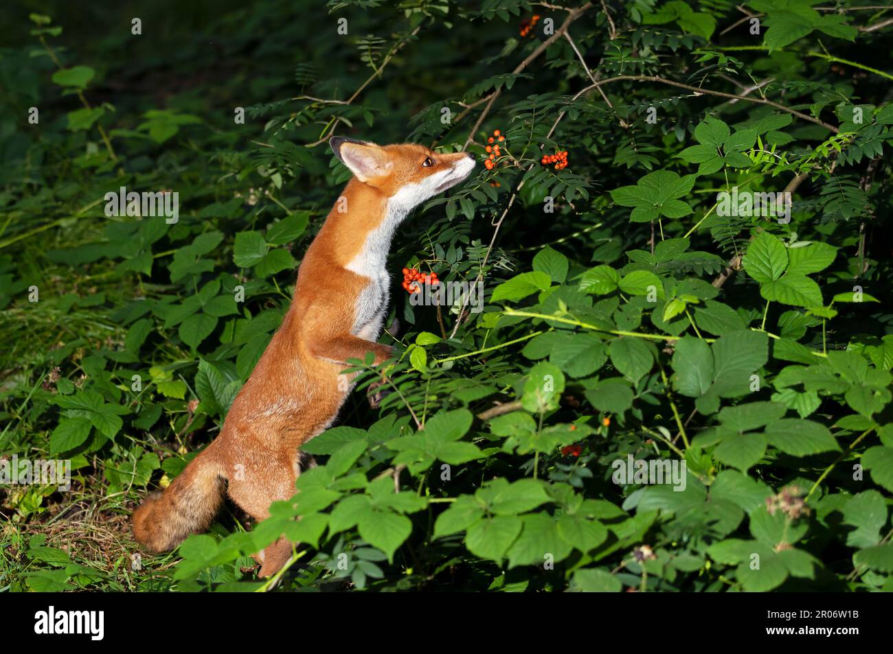 Close up of a Red fox (Vulpes vulpes) eating rowan berries in late ...