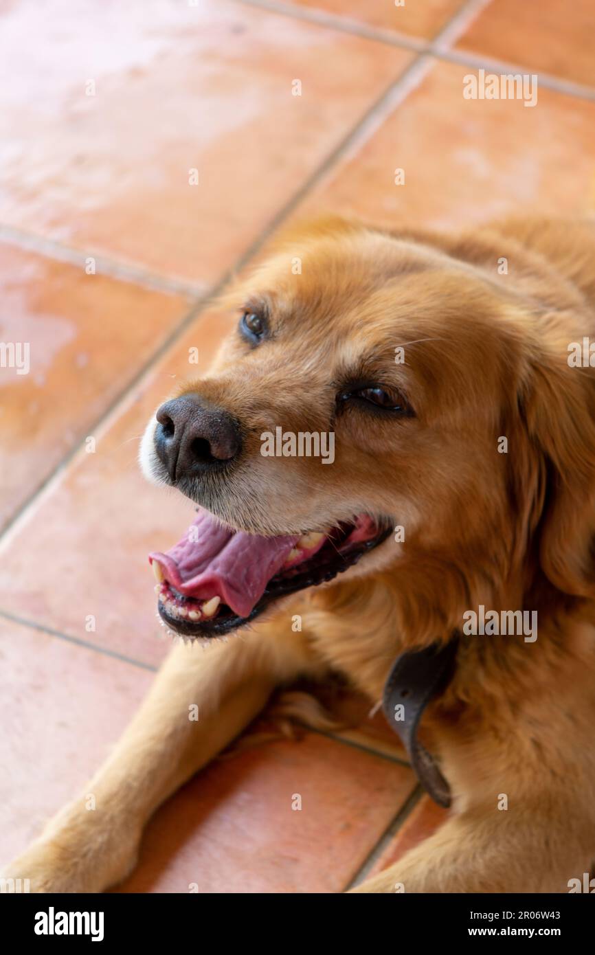 A vertical shot of an adorable brown dog with its ping tongue out on a ...