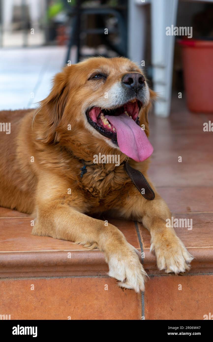 A vertical shot of an adorable brown dog with its ping tongue out on a ...