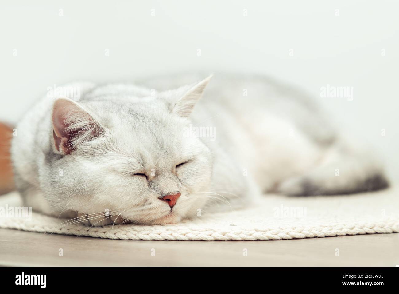 Beautiful silver british shorthair cat sleeping comfortably on a small ...