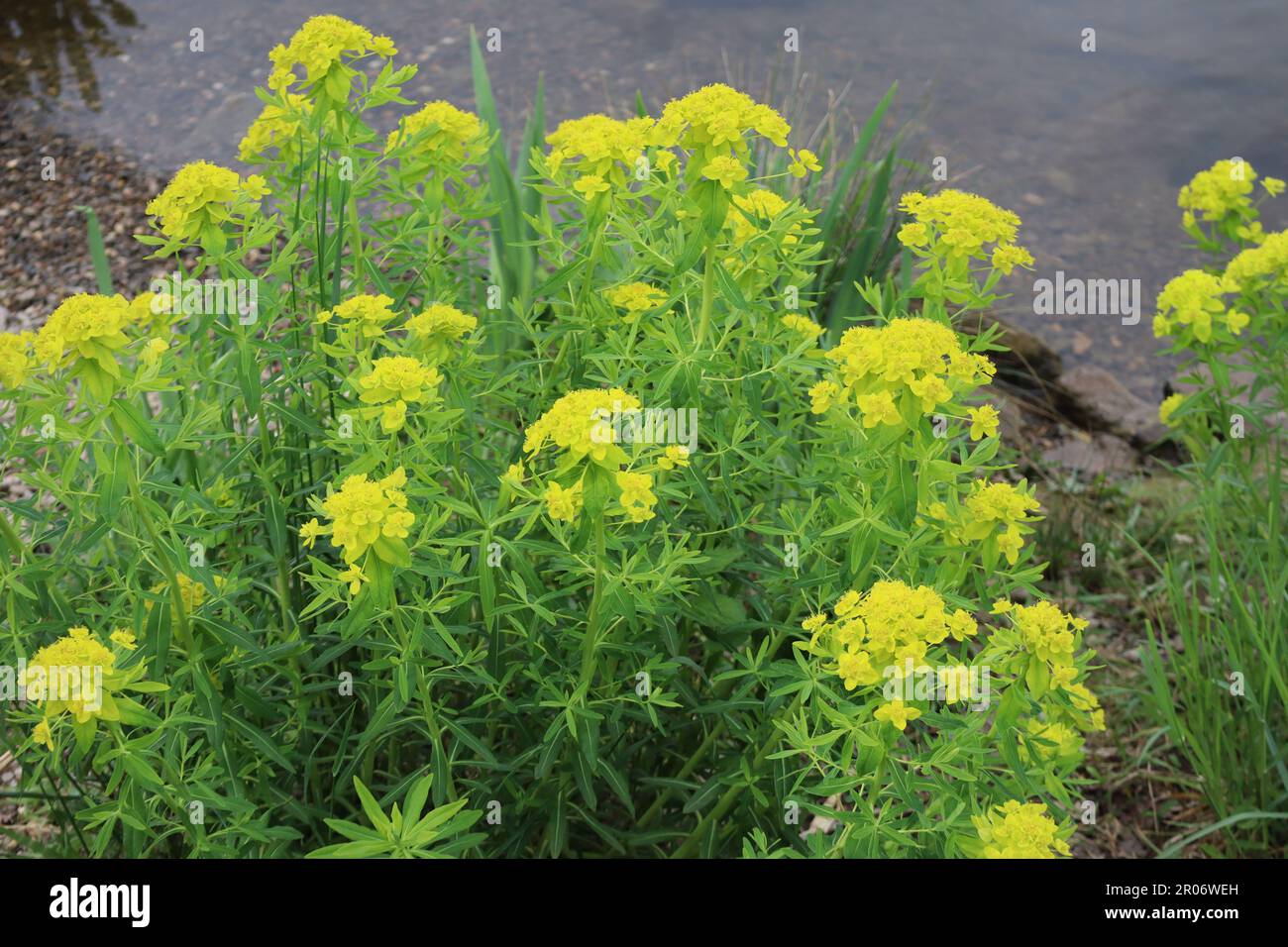 Swamp spurge euphorbia palustris hi-res stock photography and images ...