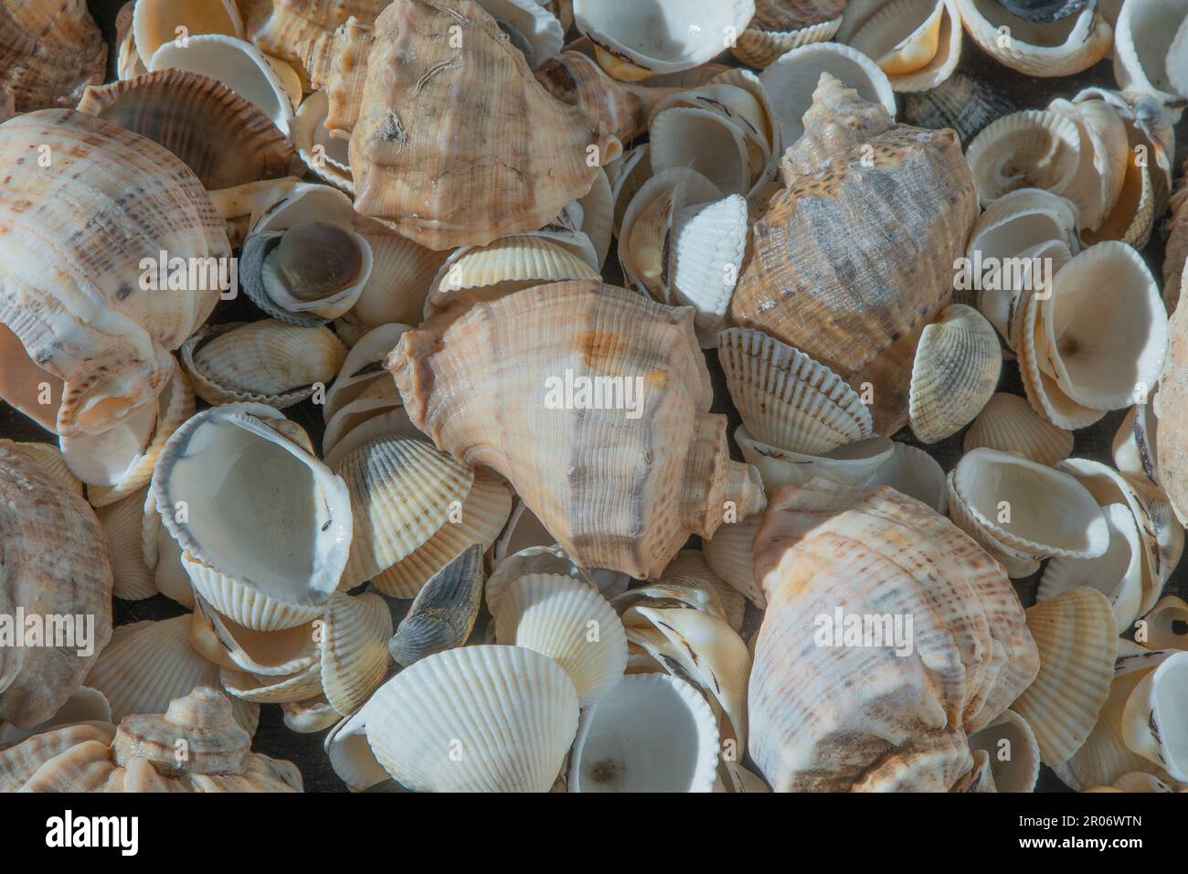 Sea shells on the beach. Summer background. Rapan shell top view. Beige ...