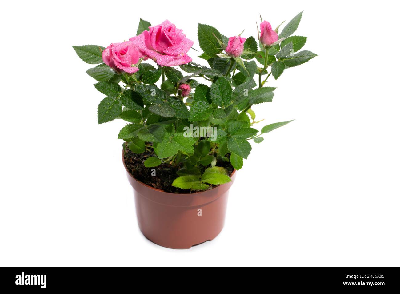 Indoor rose bush in a pot on a white background Stock Photo - Alamy