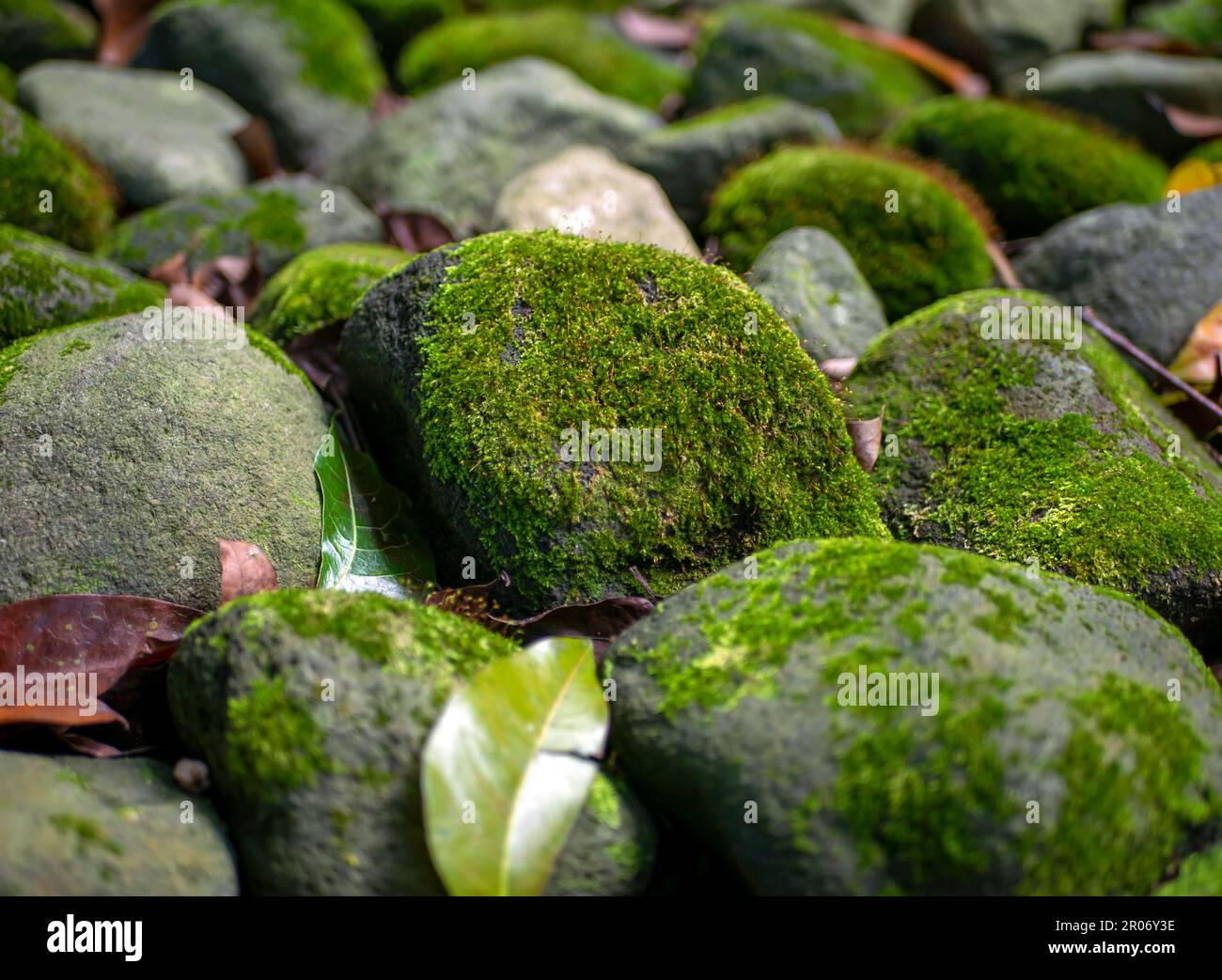 Green moss on the stone for natural computer background and wallpaper ...