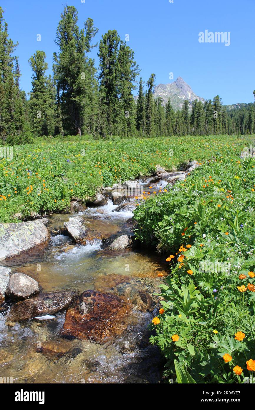 Fresh Mountain stream in a field of orange flowers Trollius asiaticus ...