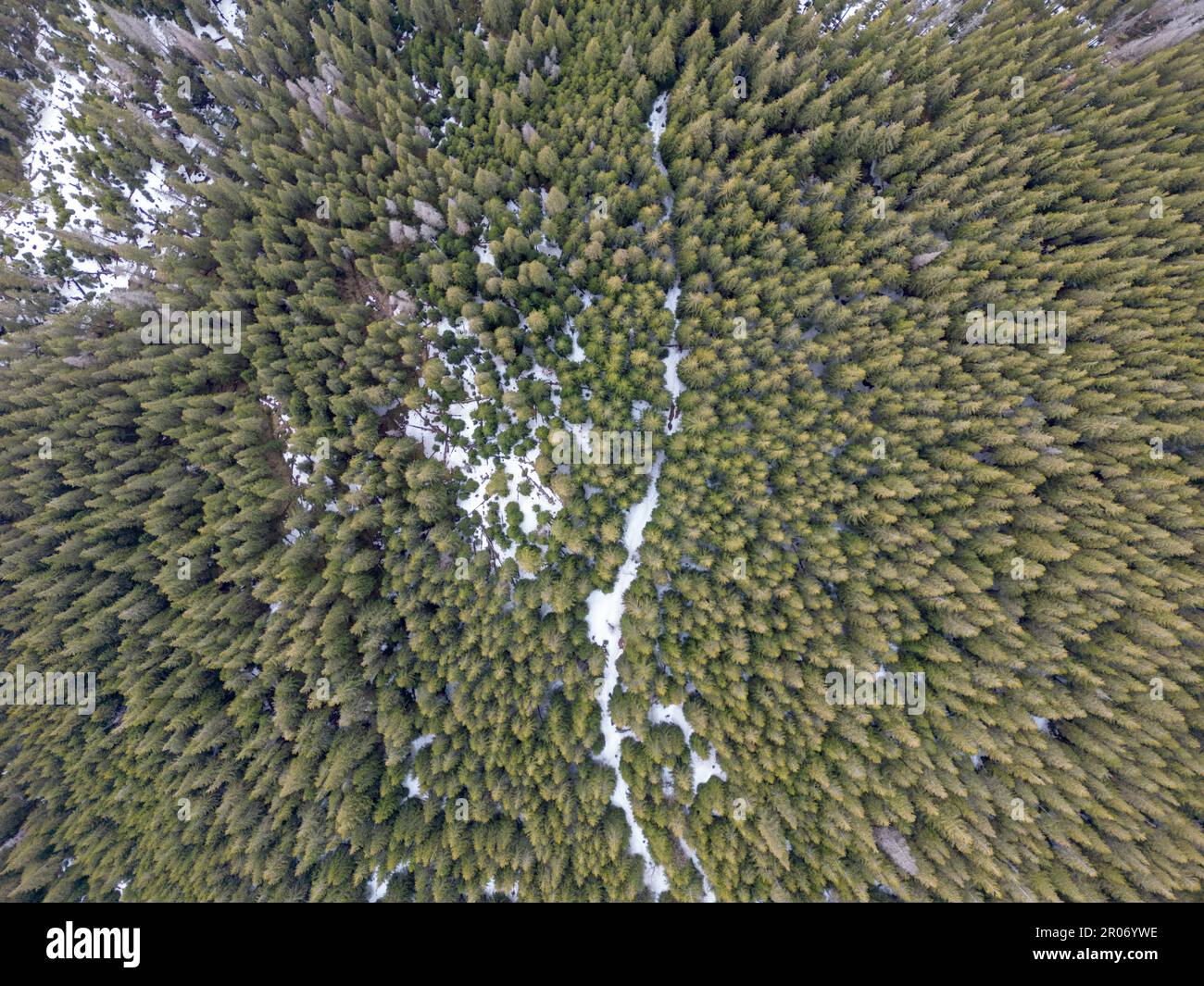 A green forest is seen from above, with path in the snow on the ground ...