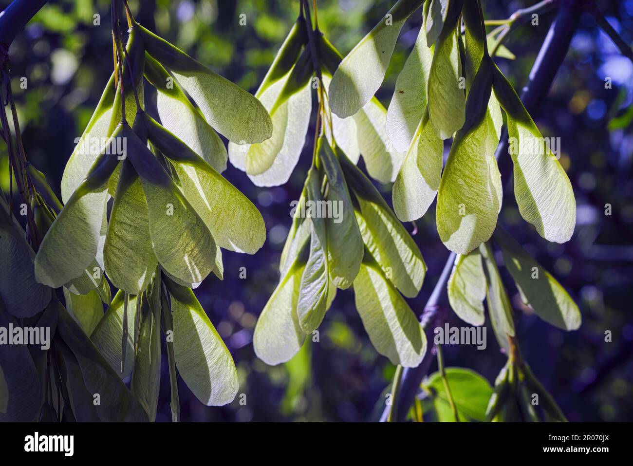 Leaves fruit maple leaved hi-res stock photography and images - Alamy