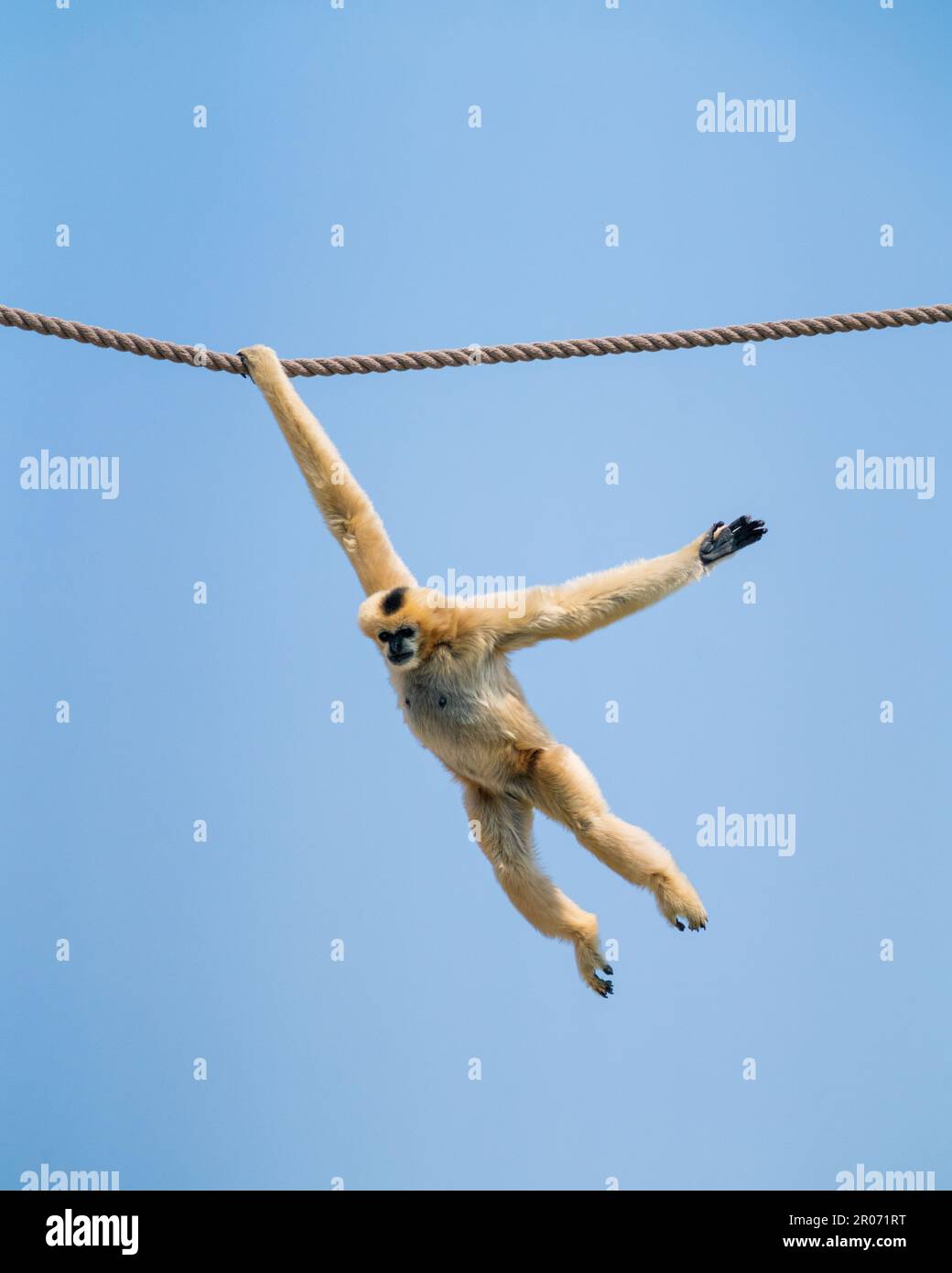 A white monkey swinging on a rope on a sunny day Stock Photo - Alamy