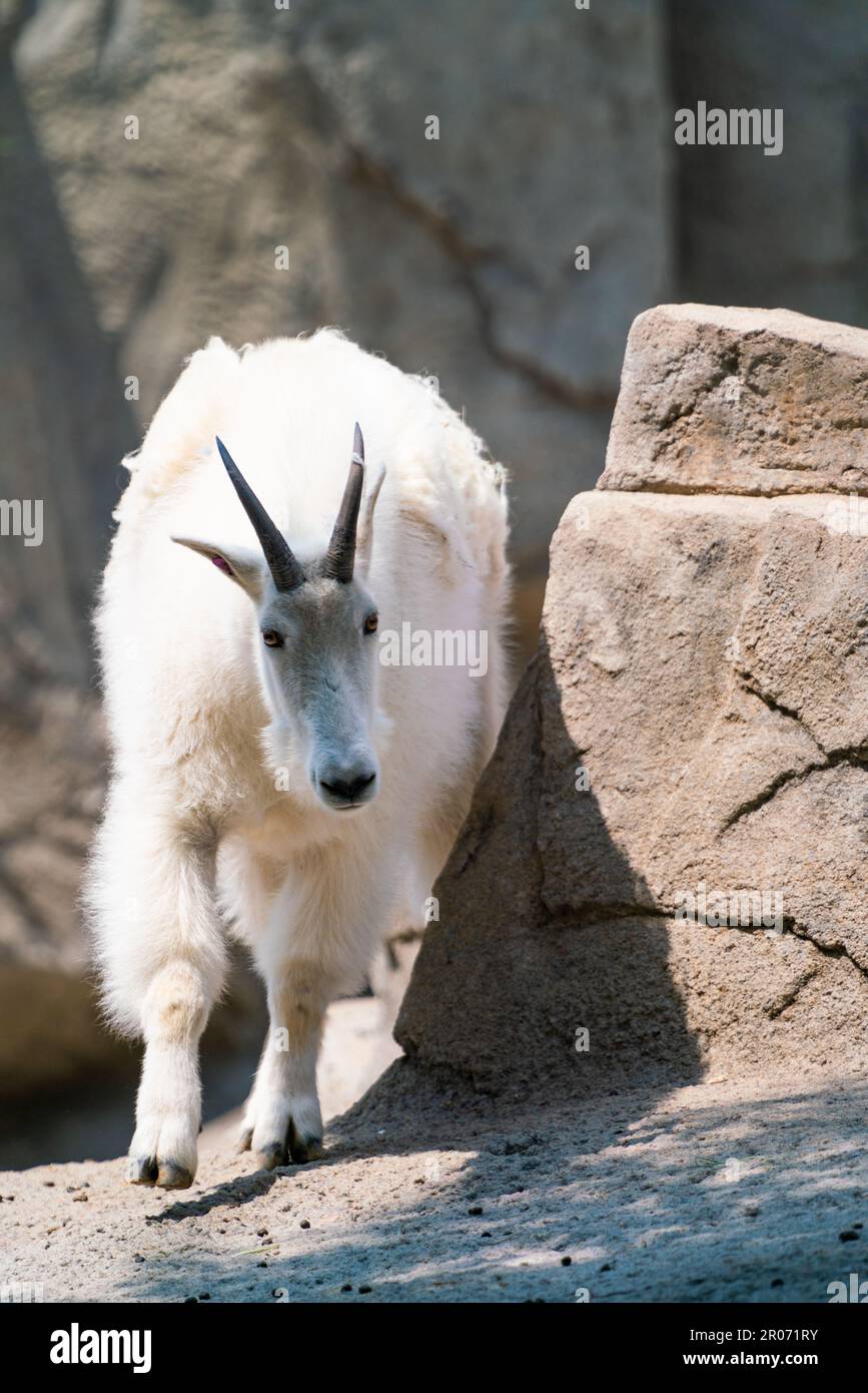A white mountain goat at the zoo Stock Photo - Alamy