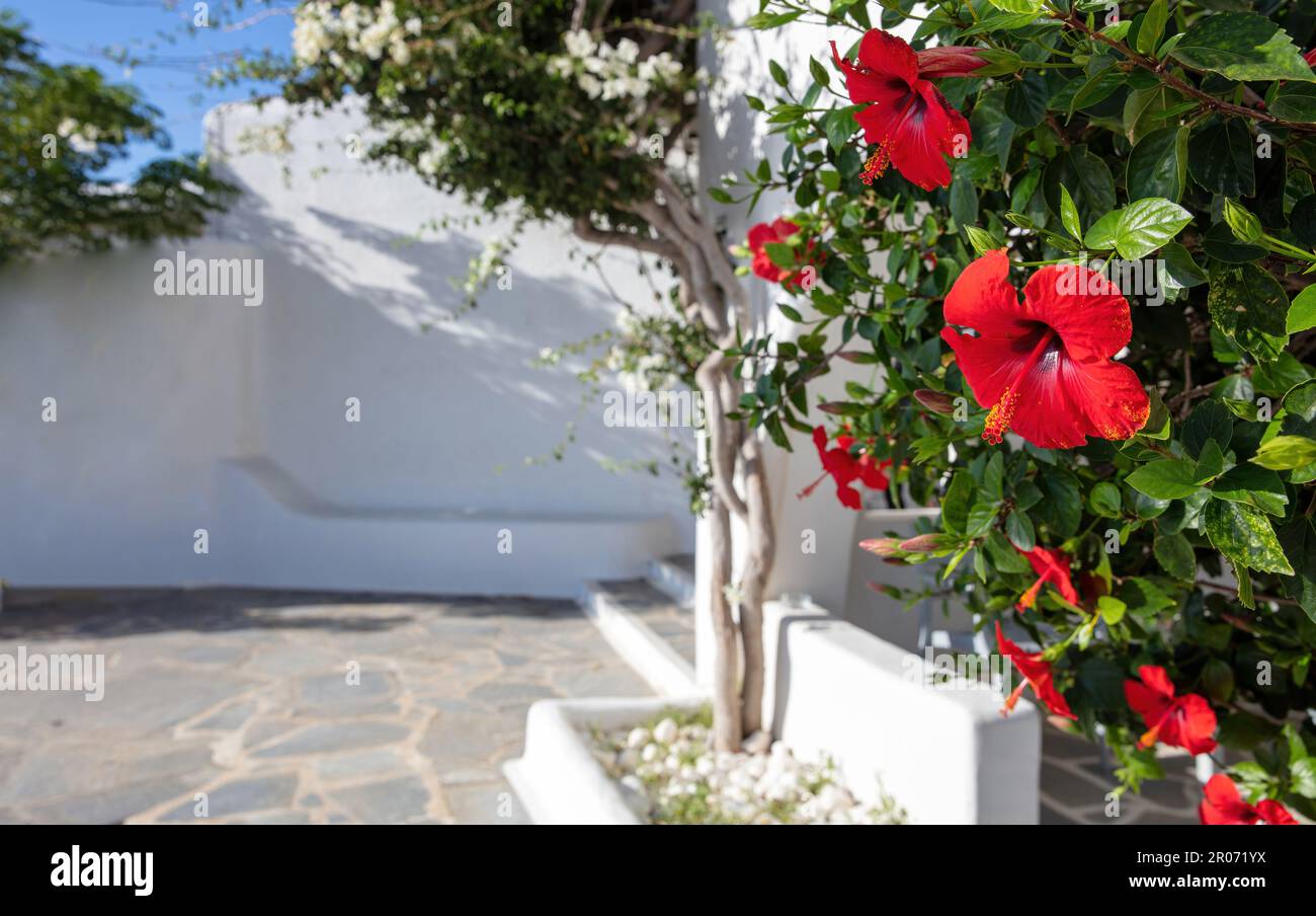 Red hibiscus rosa sinensis, rose mallow blooming flowering plant at ...