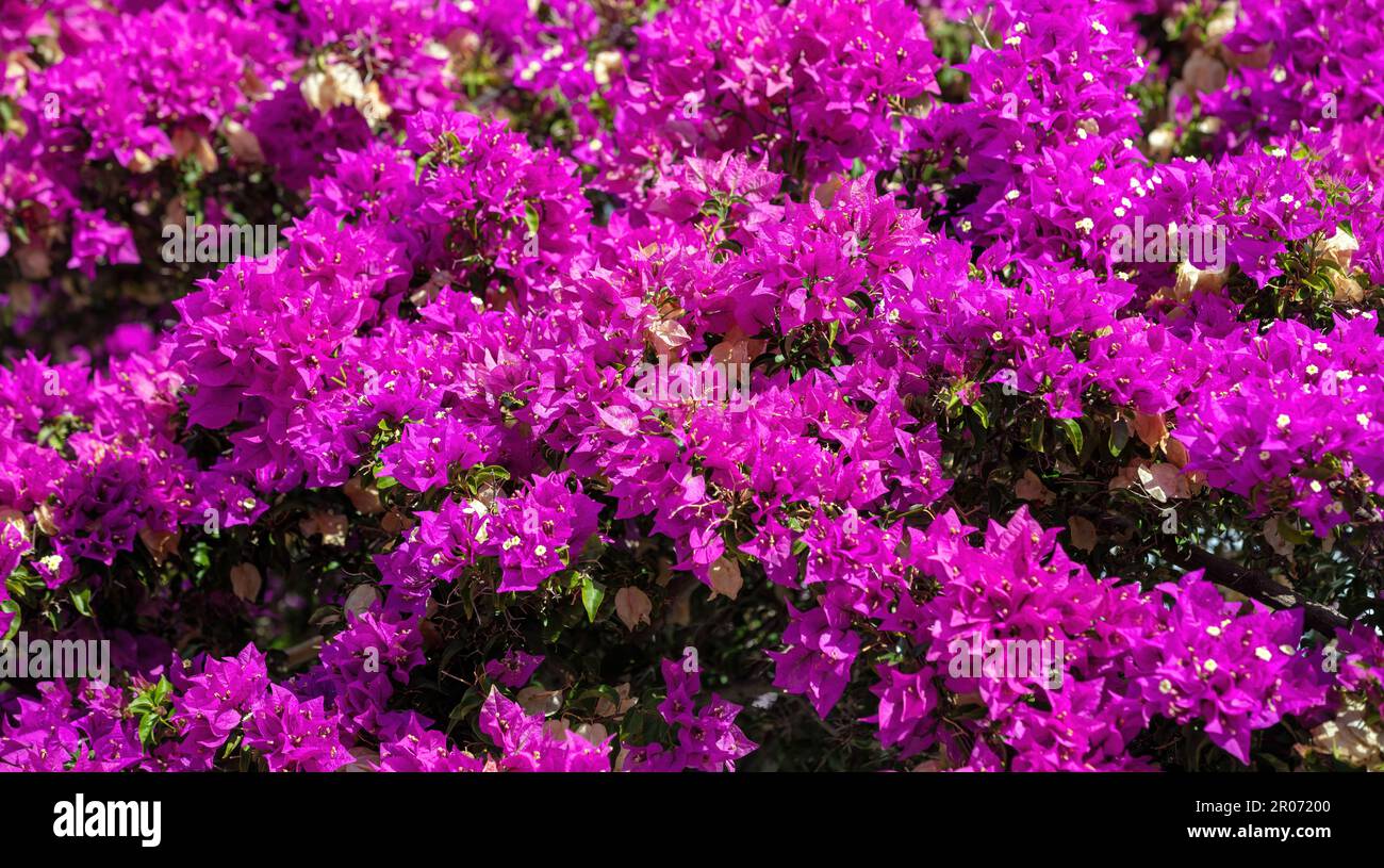 Greece, Cyclades Island. Blooming purple bougainvillea flower ...