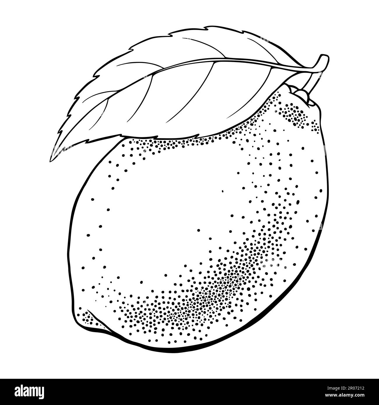 Hand drawn lemon etching. Outline citrus fruit engraving isolated on ...