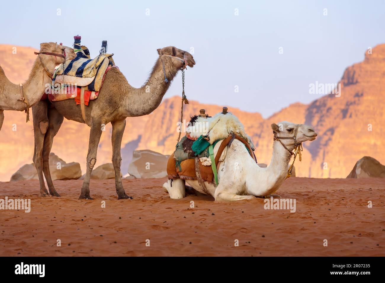 Camels rest on the sand in the desert Wadi Rum, Jordan. Sandstone rocks ...