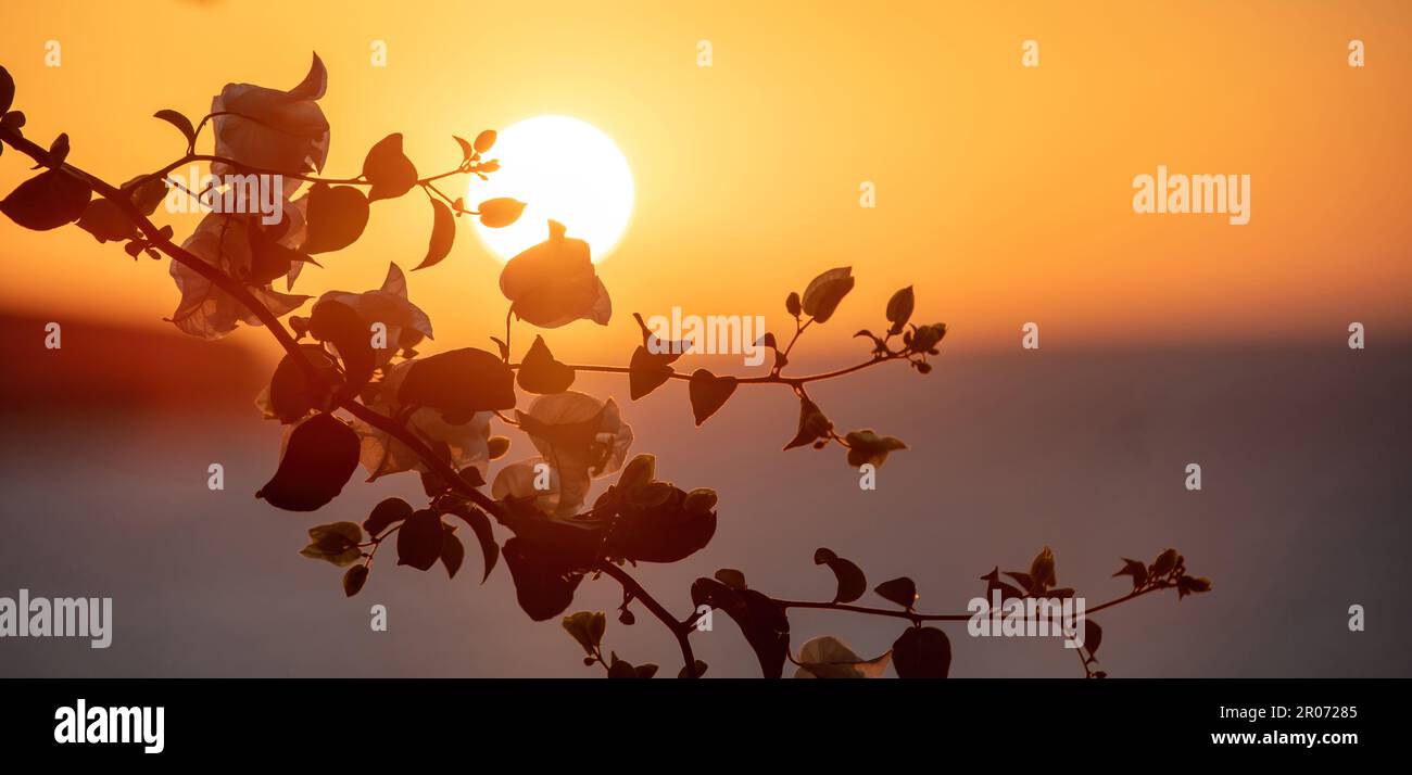 Silhouette of blooming white bougainvillea branch at sunset background ...