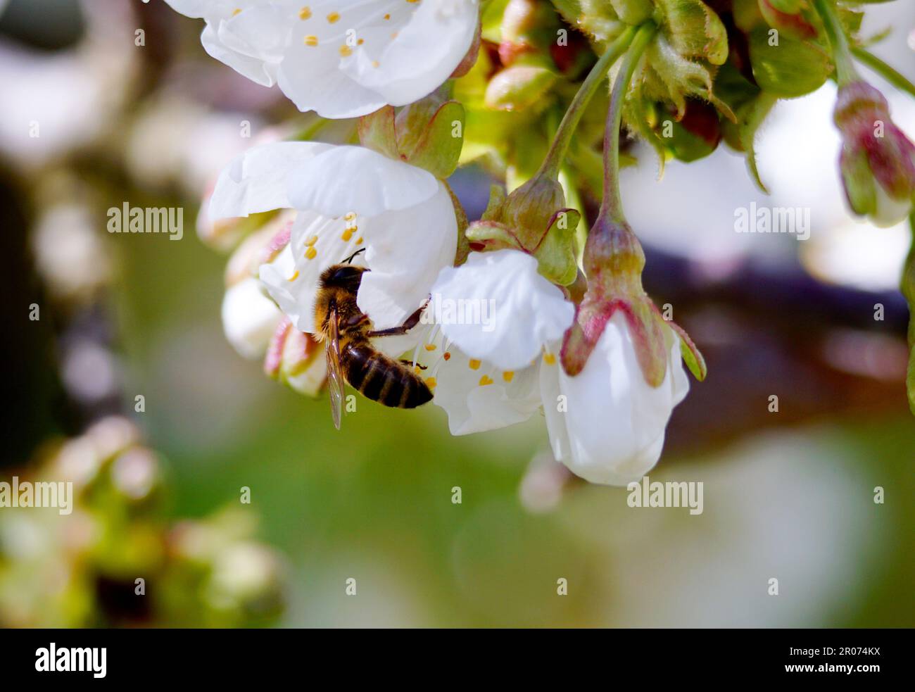 Bee collecting pollen on apple tree blossoming flower at spring Stock ...