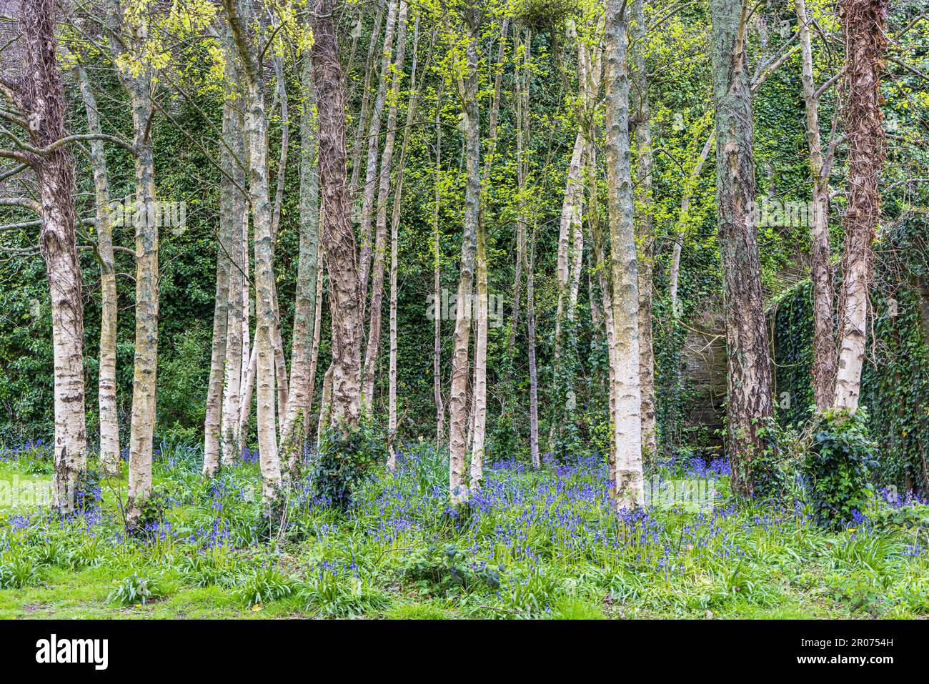 Blooming wild hyacinth flowers between white birch trees in front of ...