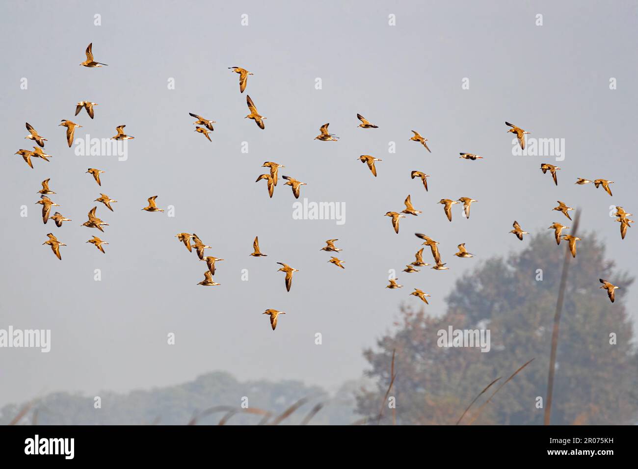 A Flock of ruffs flying in sky Stock Photo - Alamy