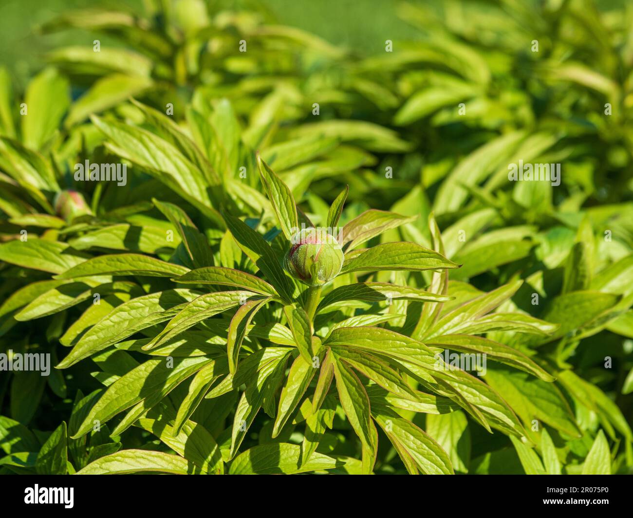 The bud of a young peony blooms in the garden Stock Photo - Alamy