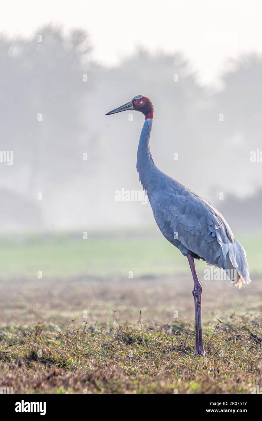 Young sarus crane hi-res stock photography and images - Alamy