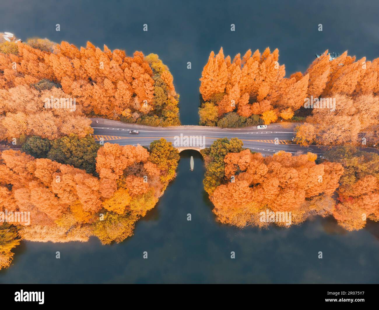 An aerial view of metasequoia forest and a bridge in West Lake in ...