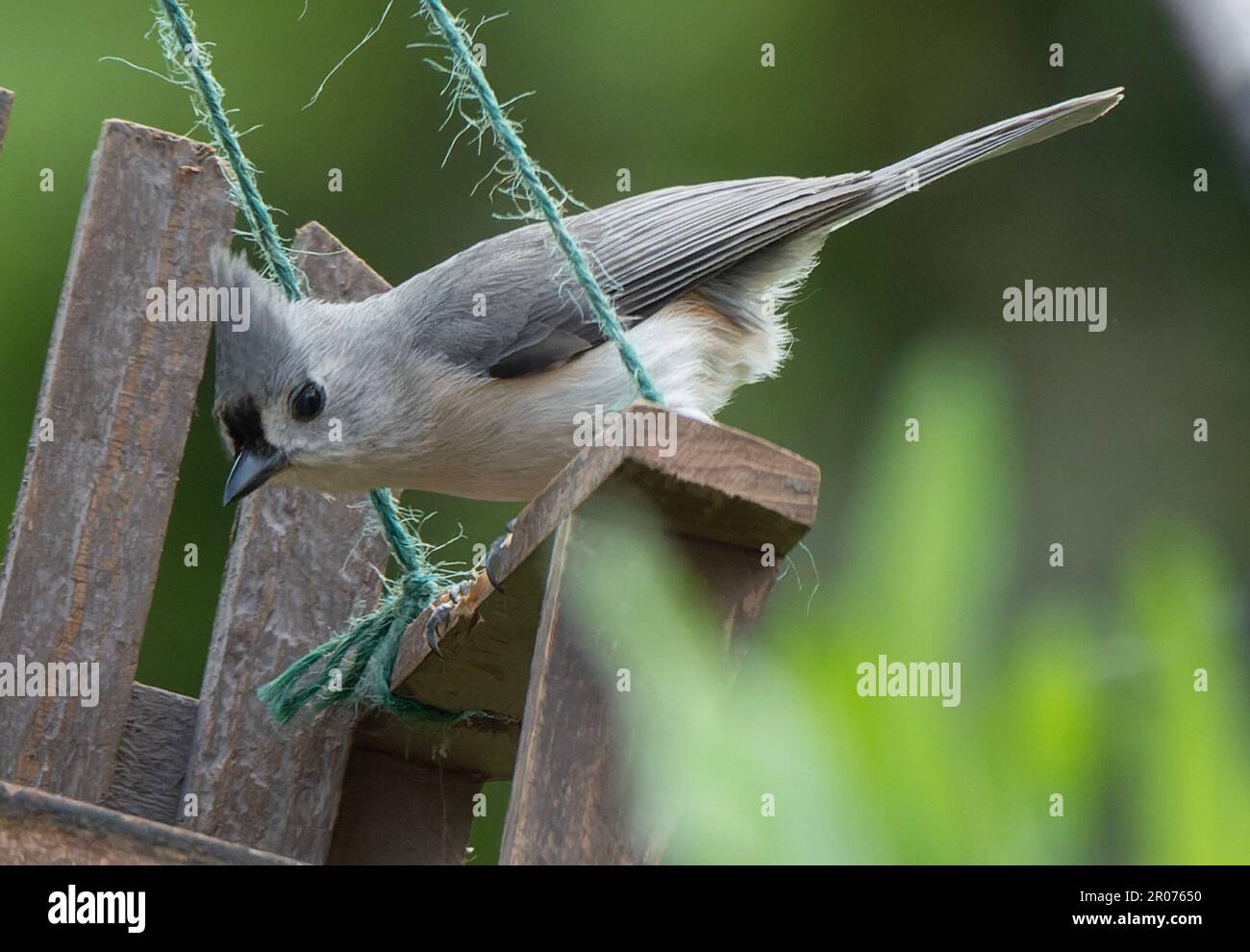 Titmouse with peanut hi-res stock photography and images - Alamy