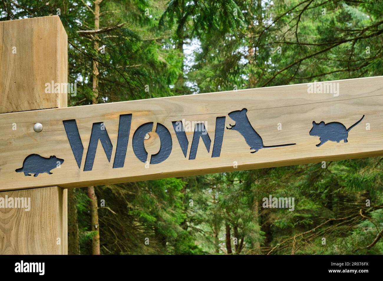 On the Wow Trail at Whinlatter Forest Park near Keswick, Lake District ...