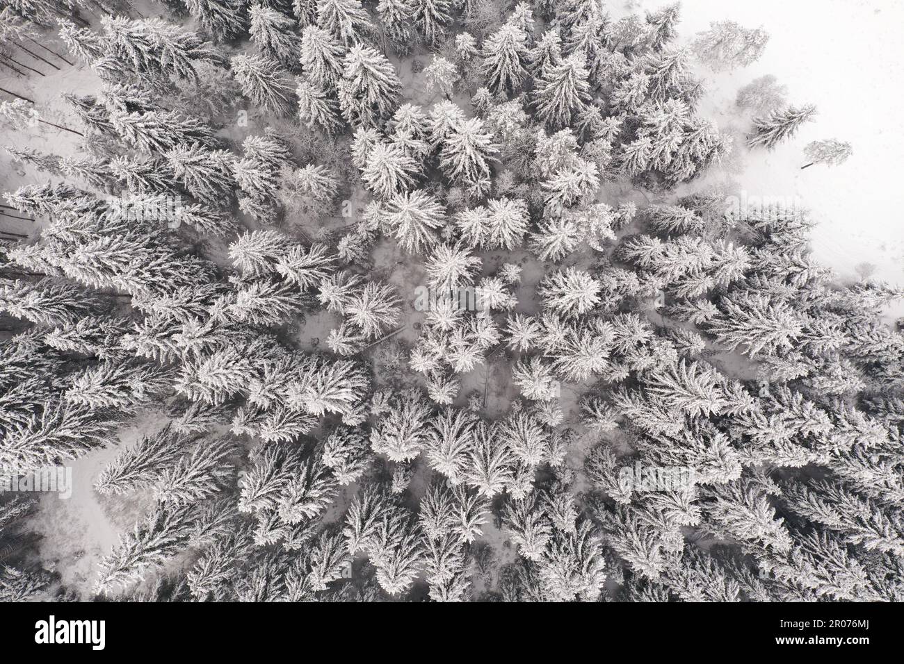 Aerial view of snowy spruce forest in the Dolomites, Trentino – natural ...