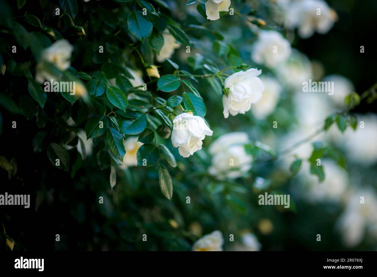 Memorial Rose, also know Rosa lucieae is a species of rose native to ...