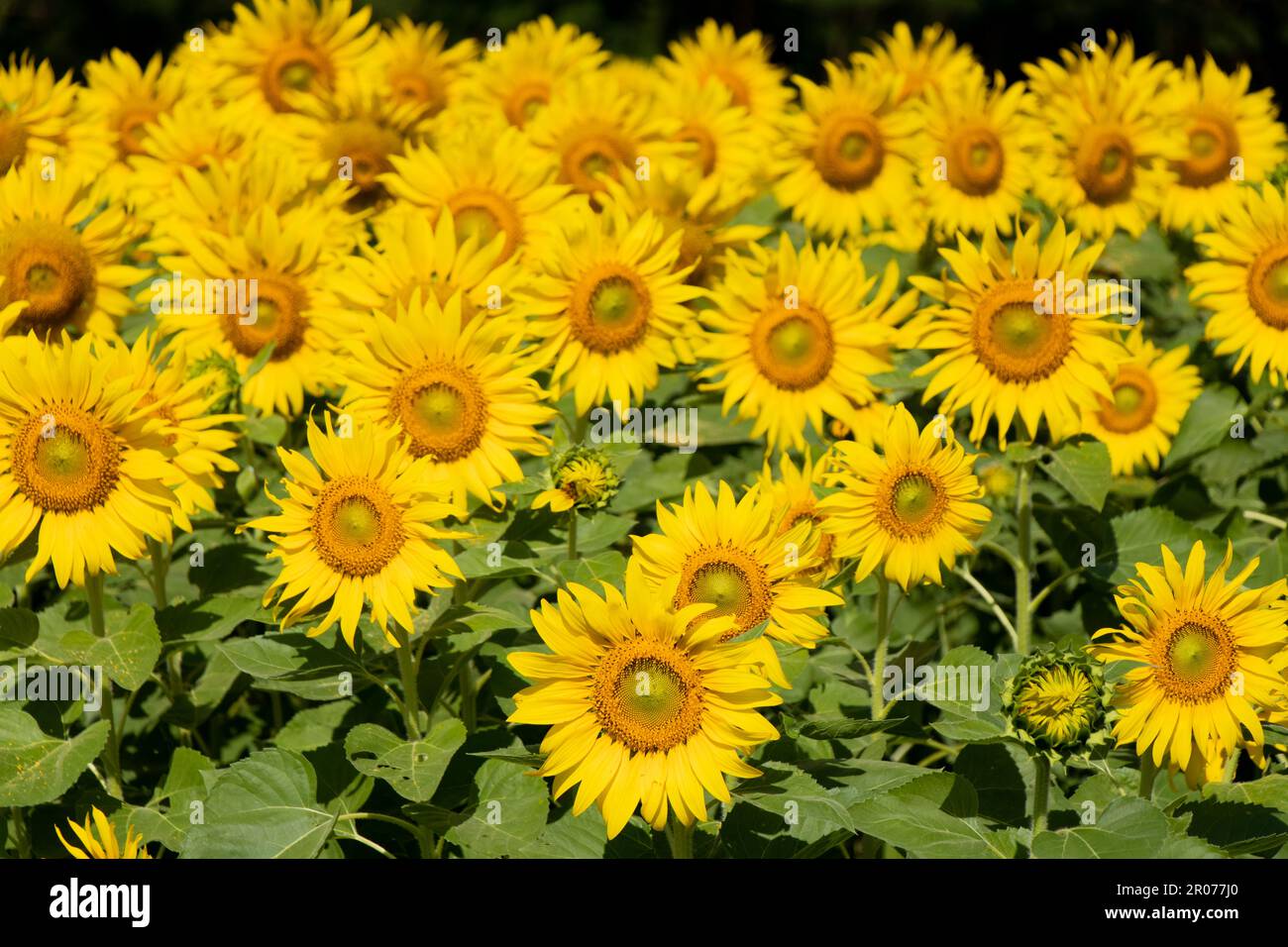 Beautiful yellow color sunflower in the agriculture farm background ...