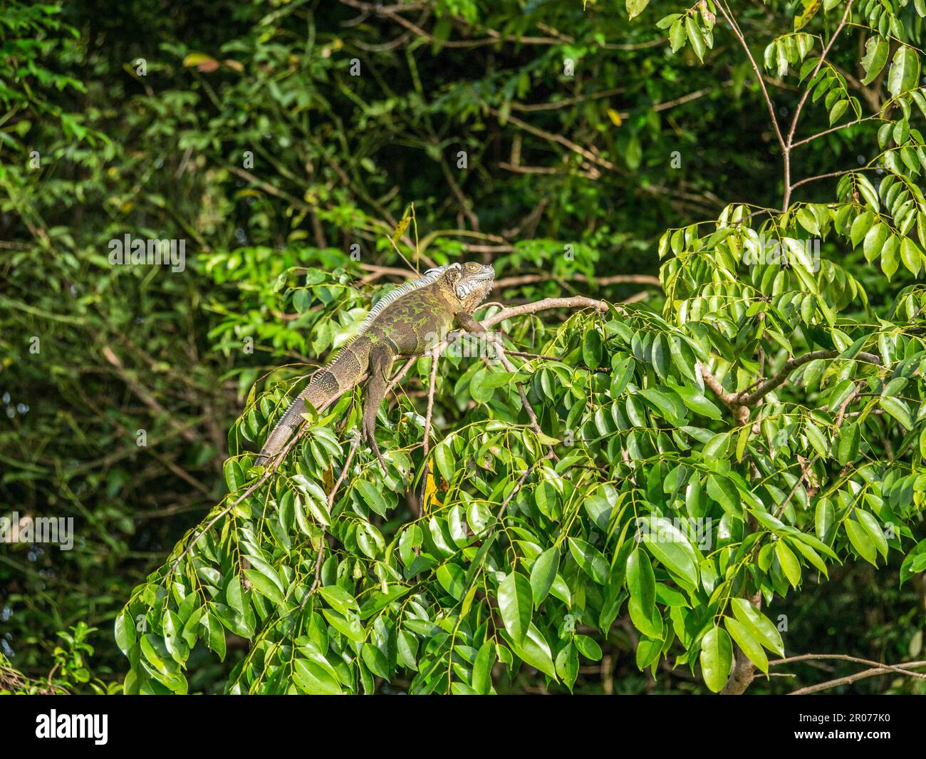 Green Iguana (Iguana iguana) on a tree limb at Tortuguero National Park ...