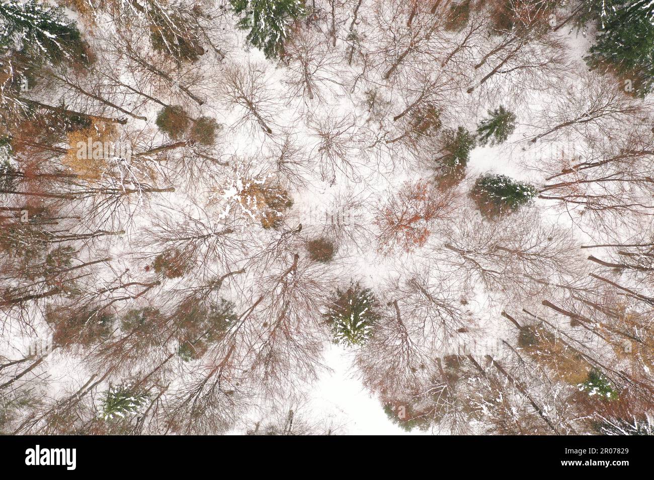 Piante decorative hi-res stock photography and images - Alamy