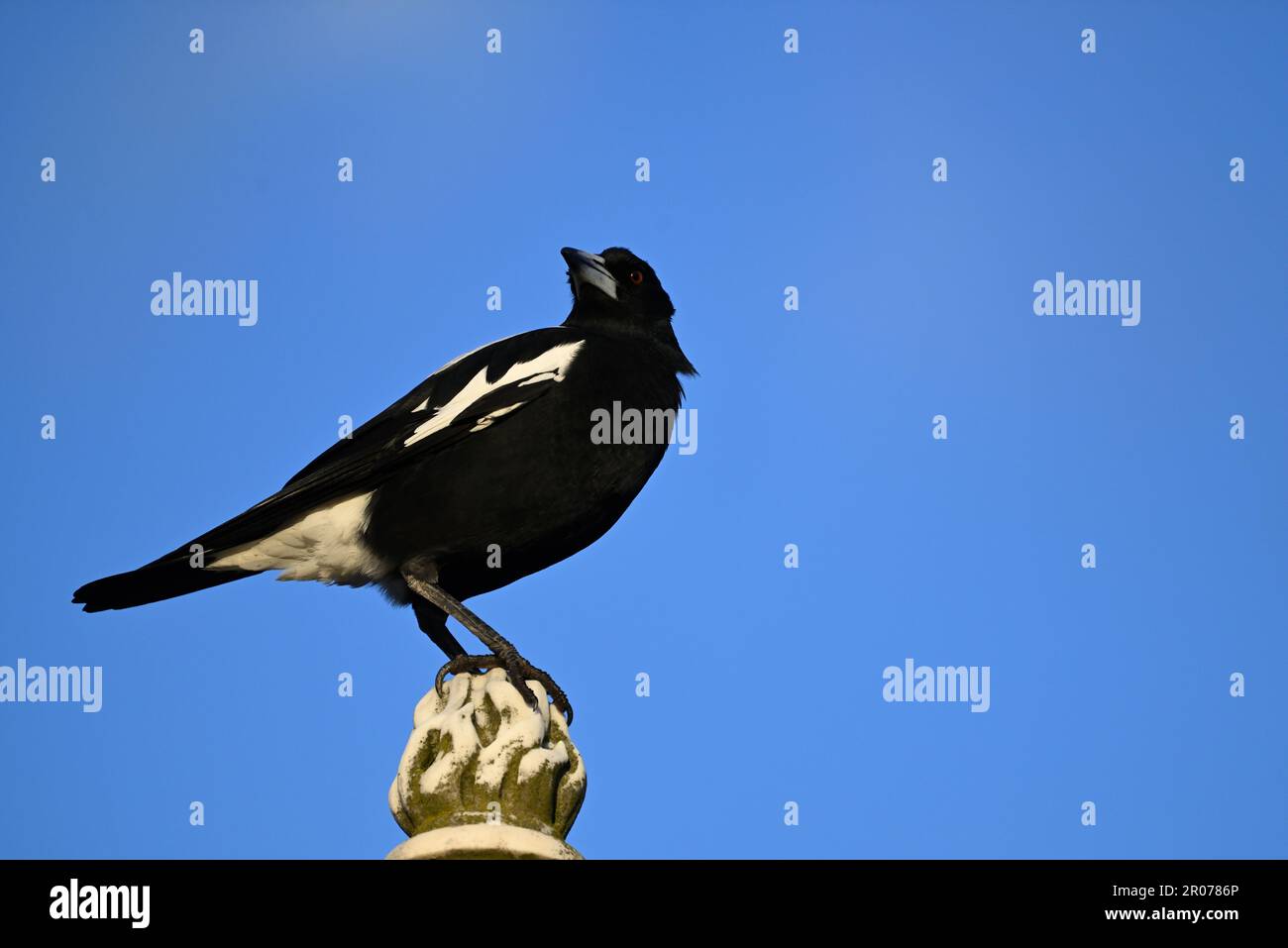 Male Australian magpie perched atop a monument, the bird's head ...