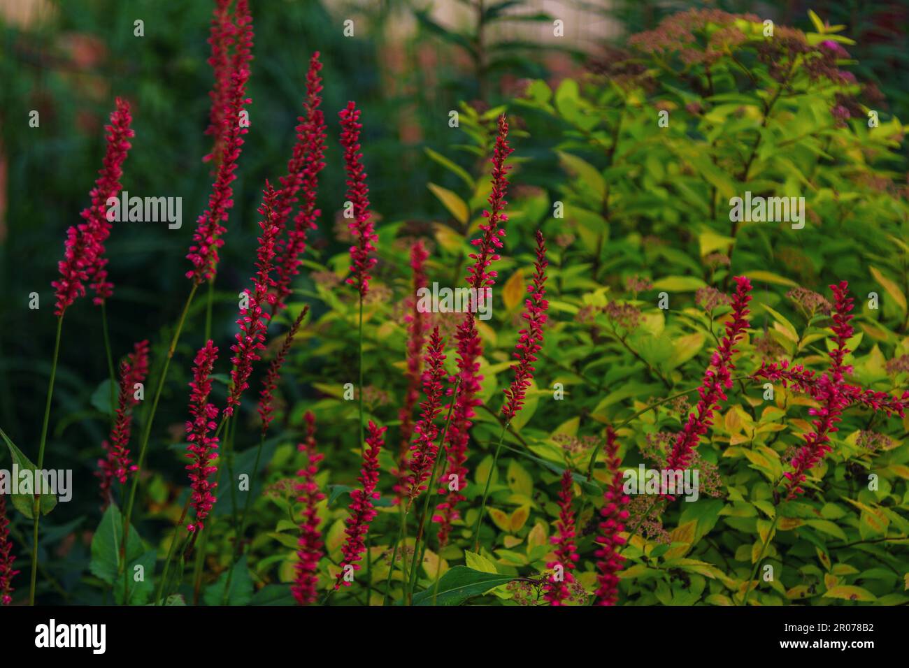 Close up beautiful red flowers of Persicaria amplexicaulis - Knotweed ...