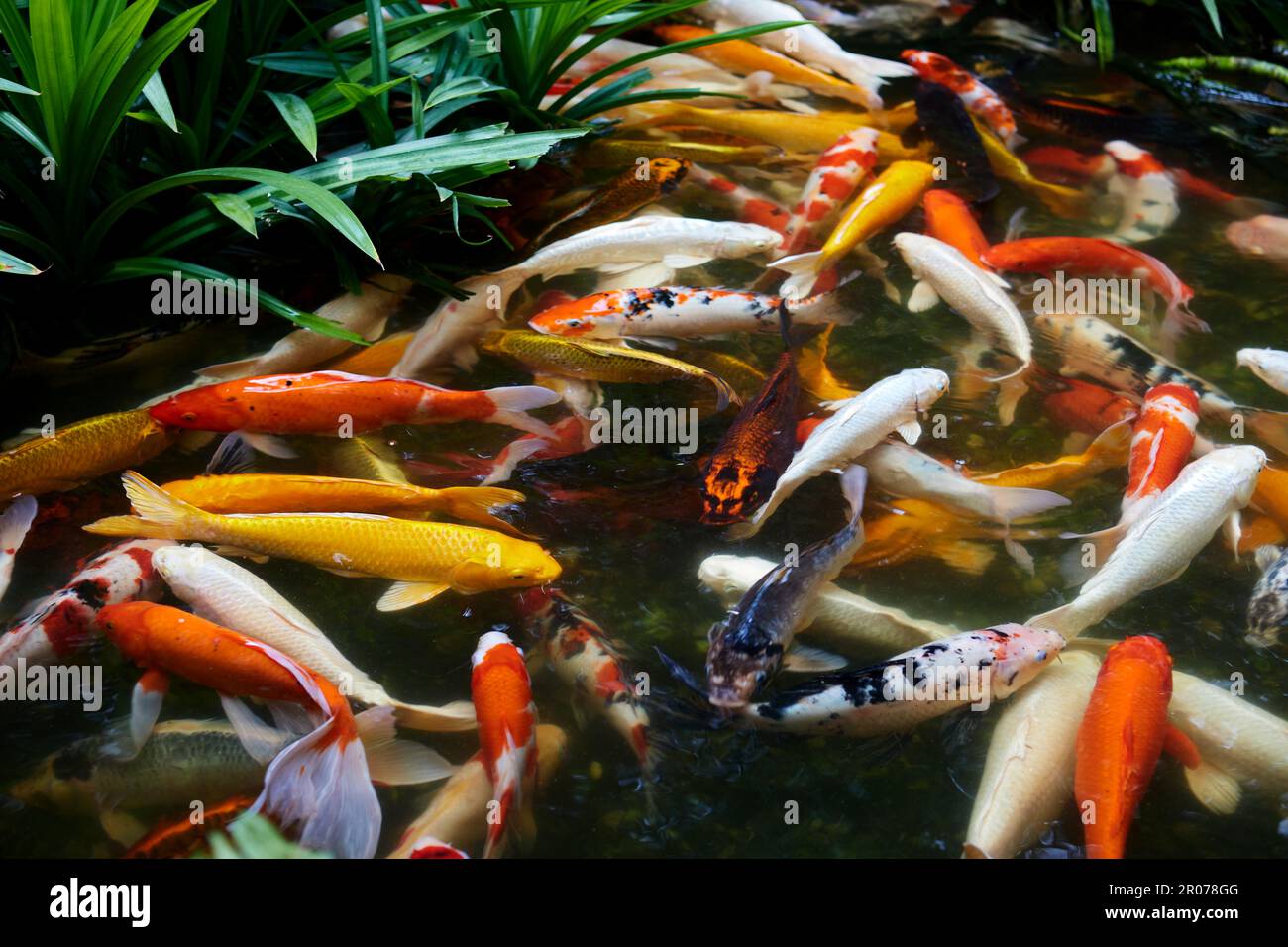 Koi carps in pond hi-res stock photography and images - Alamy