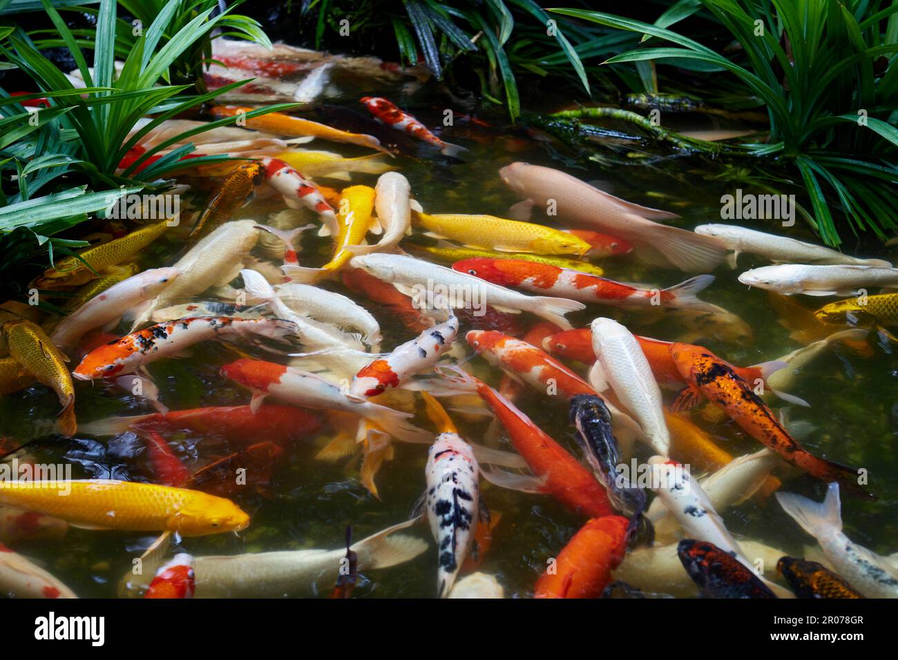 Carps fish japanese swimming hi-res stock photography and images - Alamy