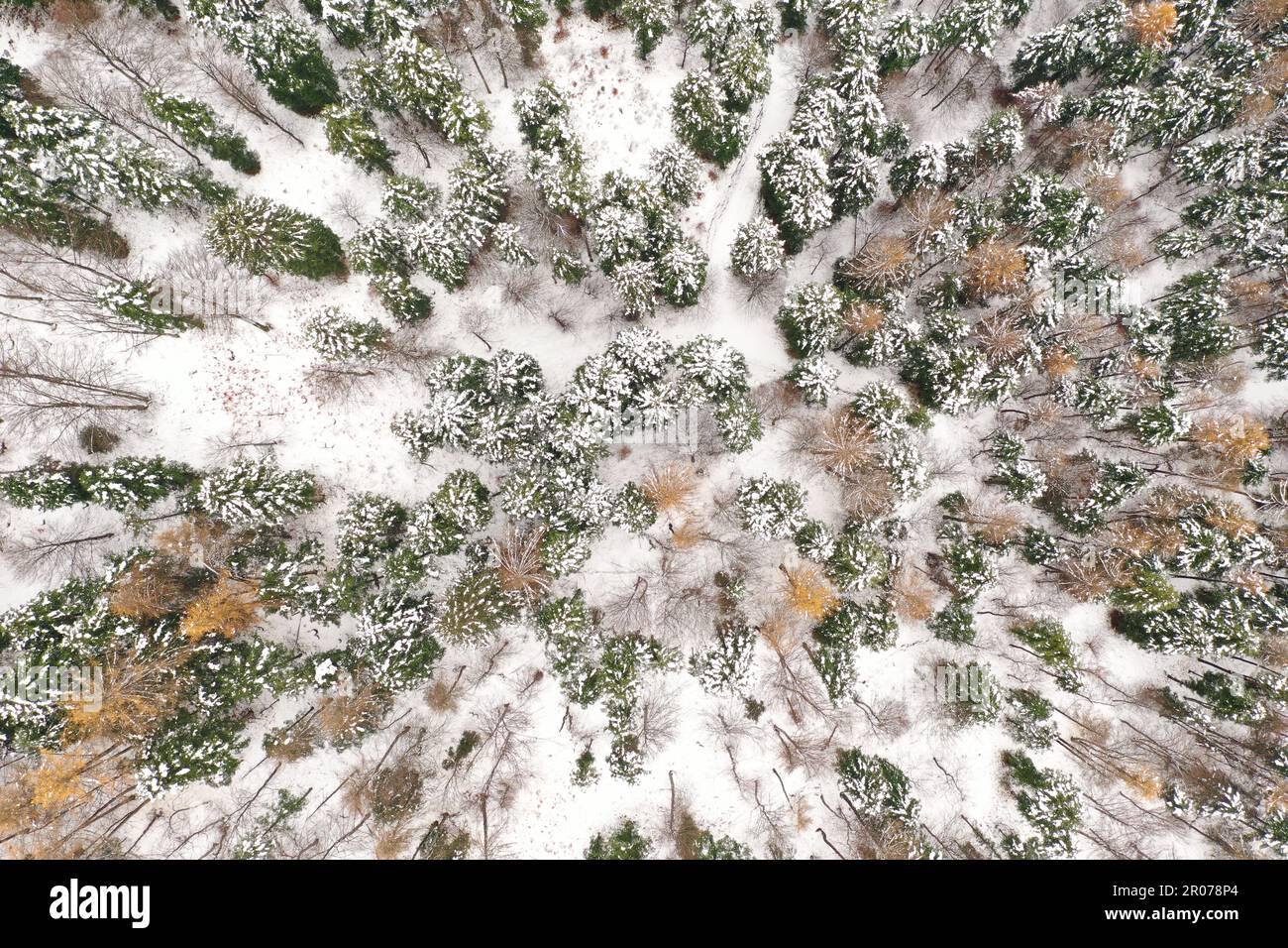 Abstract landscape trees snow hi-res stock photography and images - Alamy