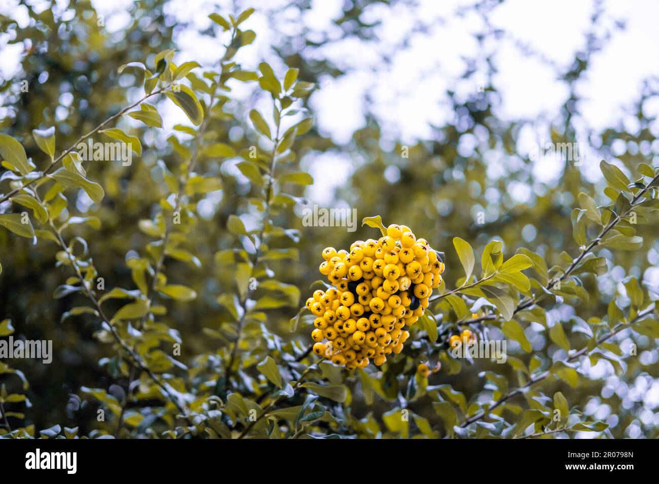 Wild yellow roundish fruit with the shape of berries hanging on a tree ...