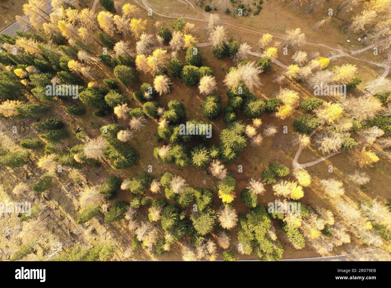 Crone forest picture hi-res stock photography and images - Alamy