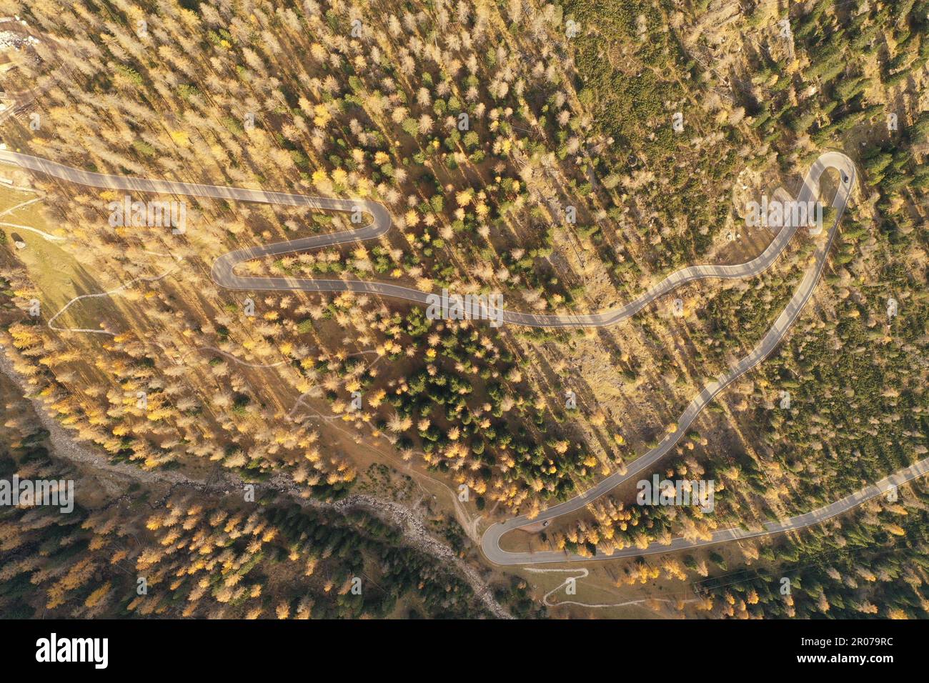 Crone forest picture hi-res stock photography and images - Alamy