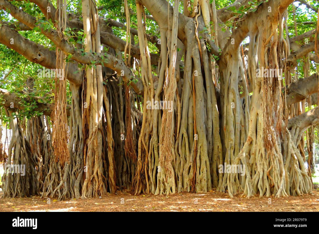 Very large Banyan tree in Honolulu Hawaii USA Stock Photo - Alamy