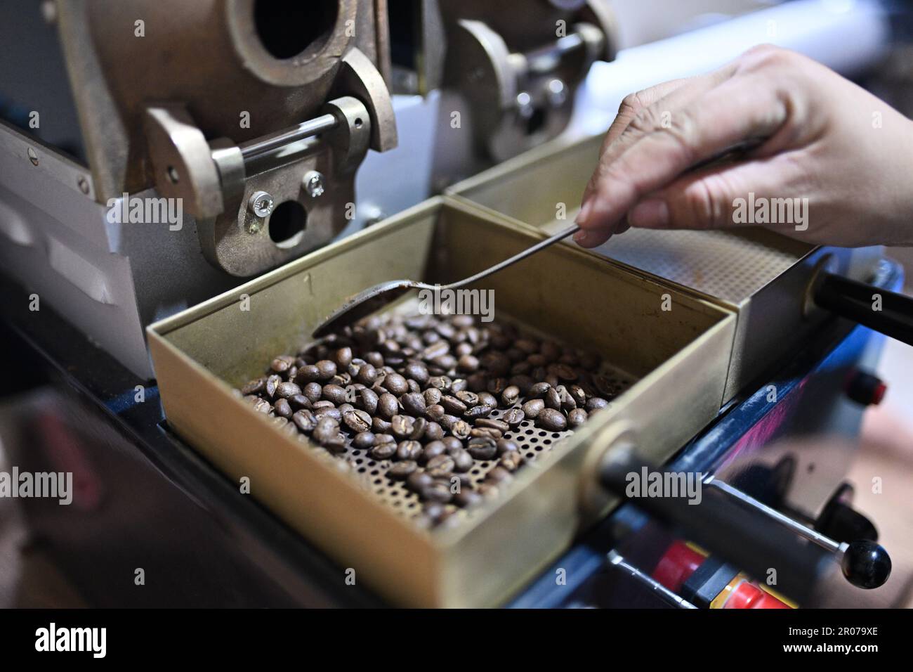 Marcala, Honduras. 6th May, 2023. A worker checks roasted coffee beans ...