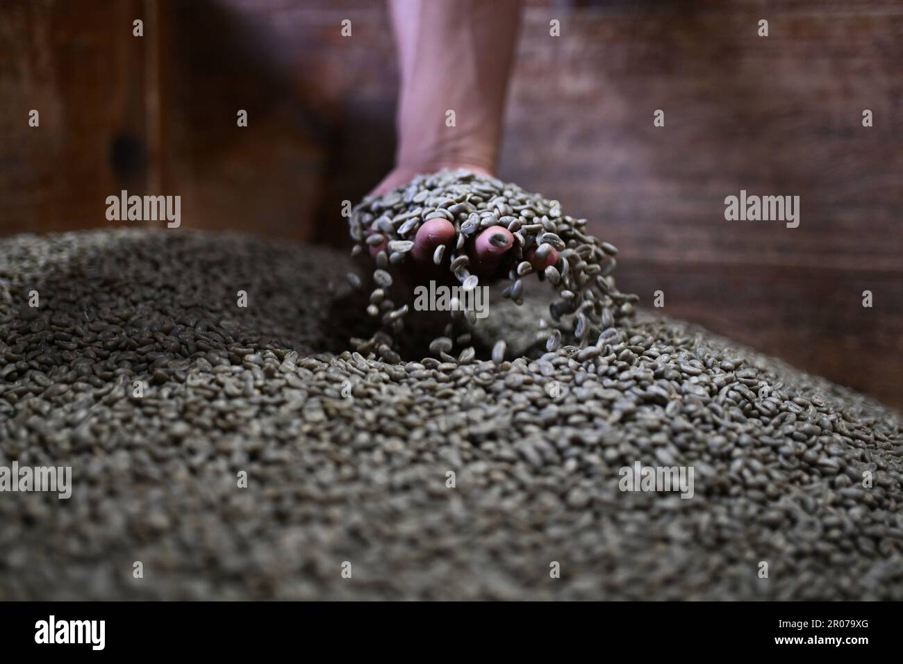 Marcala, Honduras. 6th May, 2023. A worker checks green coffee beans in ...