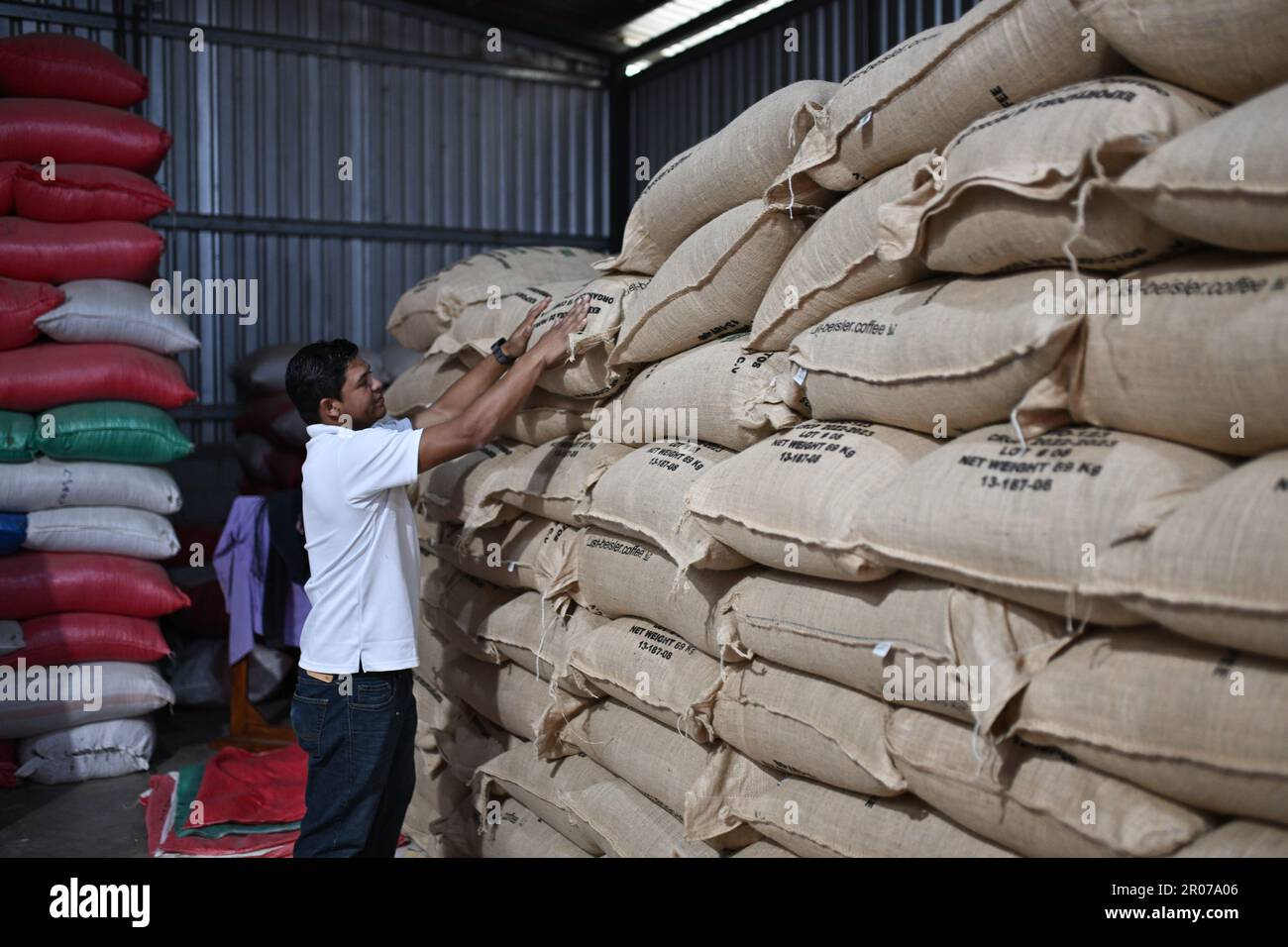 Marcala, Honduras. 6th May, 2023. A worker checks green coffee beans in ...