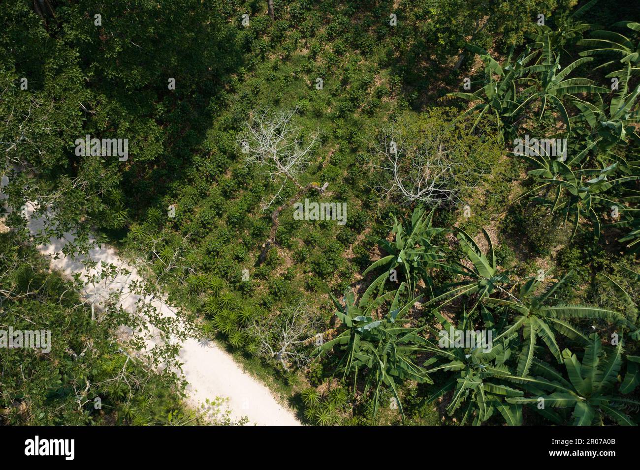 Marcala, Honduras. 6th May, 2023. This aerial photo shows a coffee ...