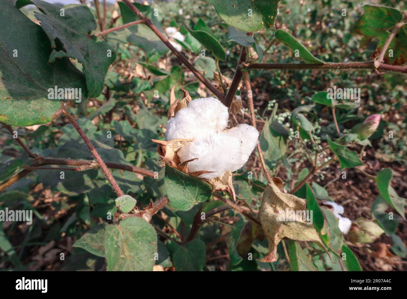 Cotton plants india hi-res stock photography and images - Alamy