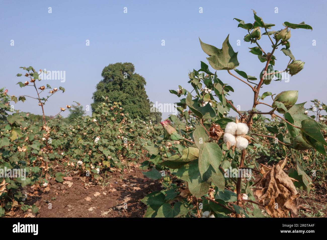 Cotton field ready for Harvesting Stock Photo - Alamy