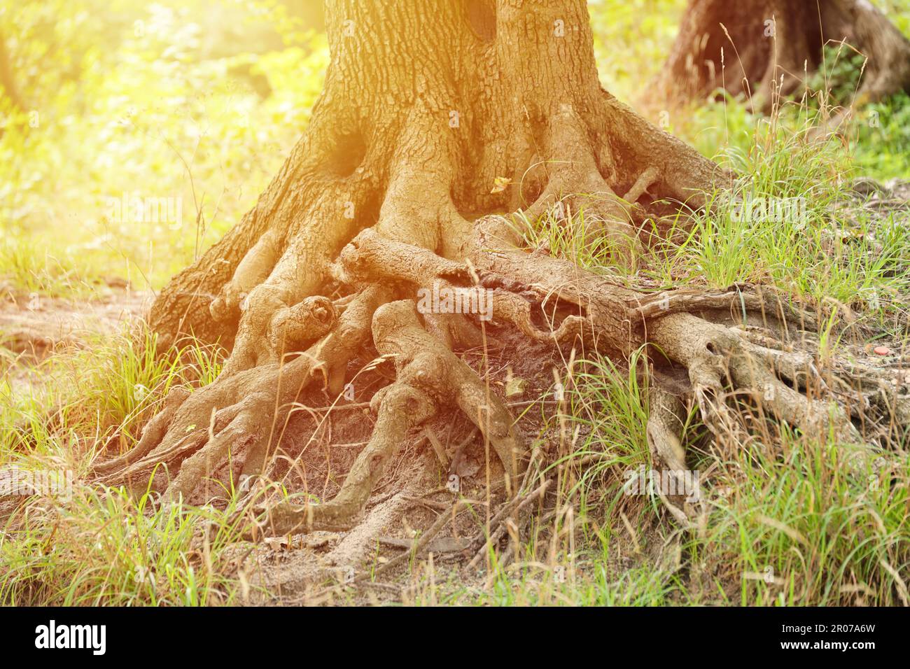 Mighty roots of an old tree in green forest in daytime. Beautiful ...